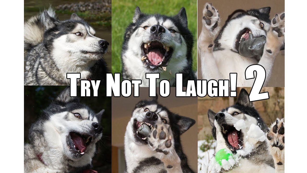 Husky Laughing Meme