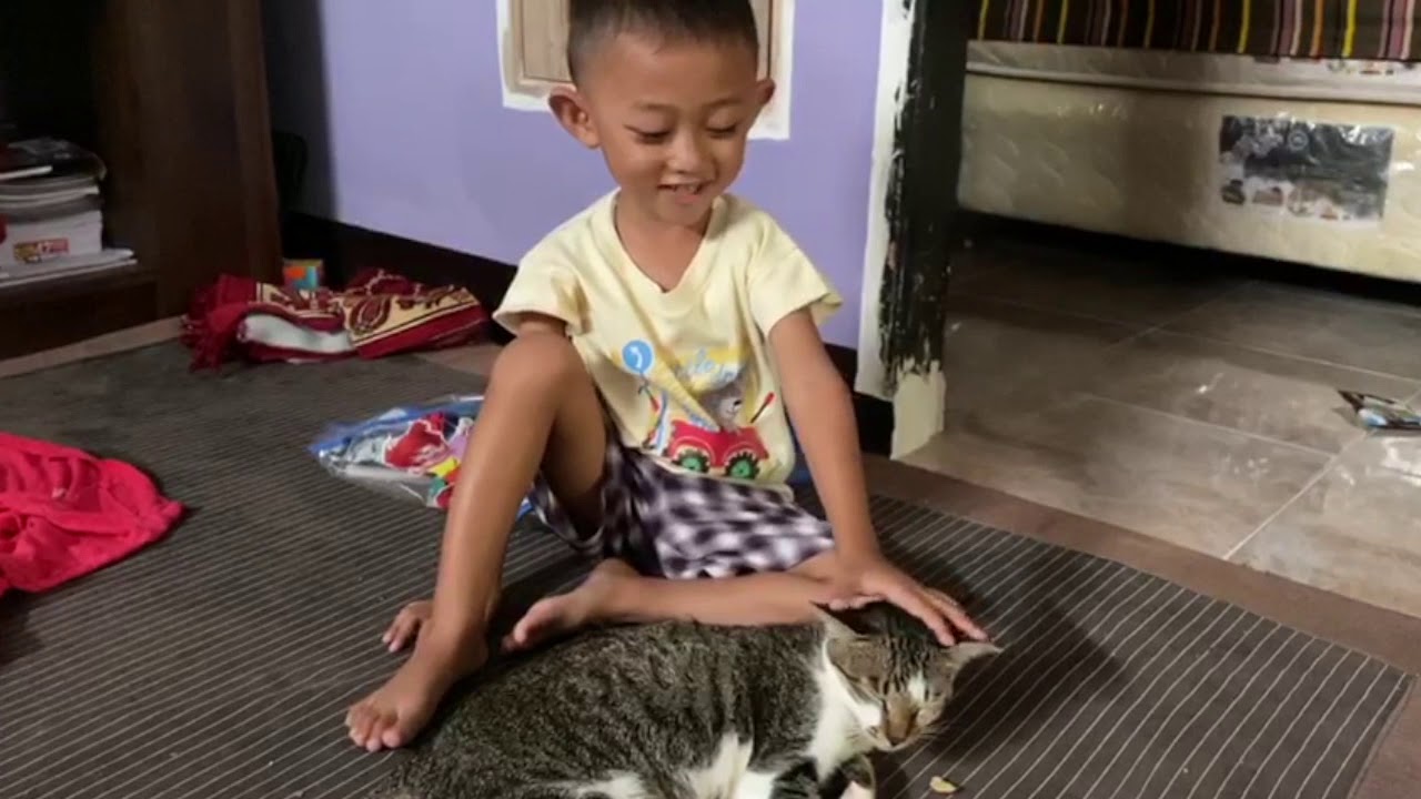 Bermain bersama kucing kesayangan - YouTube