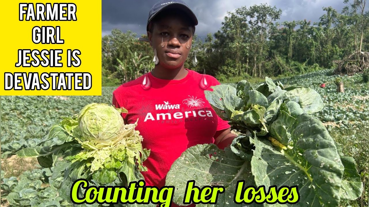 ALMOST 50,000 CABBAGE PLANTS LOST @THE JAMAICAN FARMER GIRL JESSIE ...