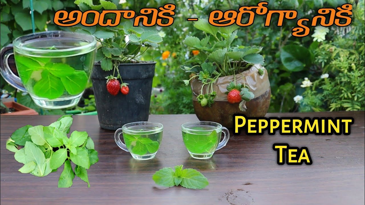 #herbal immune booster అందానికి, ఆరోగ్యానికి Peppermint Tea mint Tulasi ...