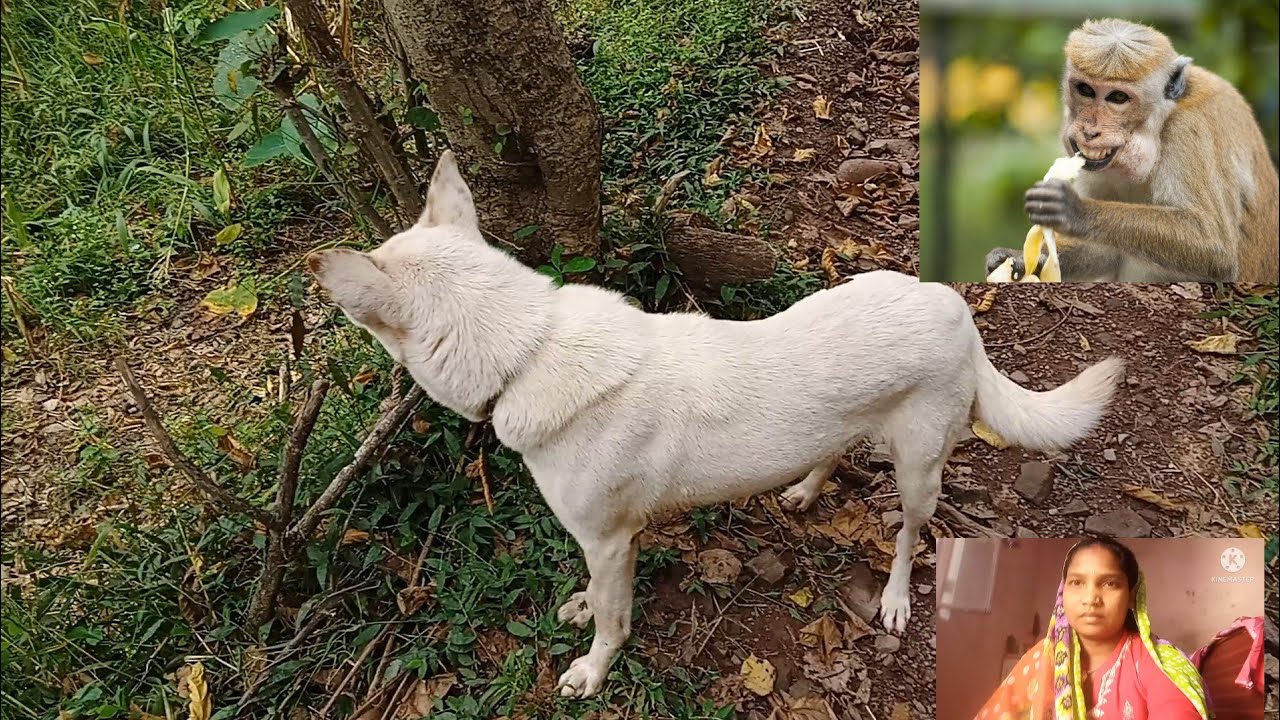 Setay hor ho akaa janana goda//hanu doko jam .... - YouTube