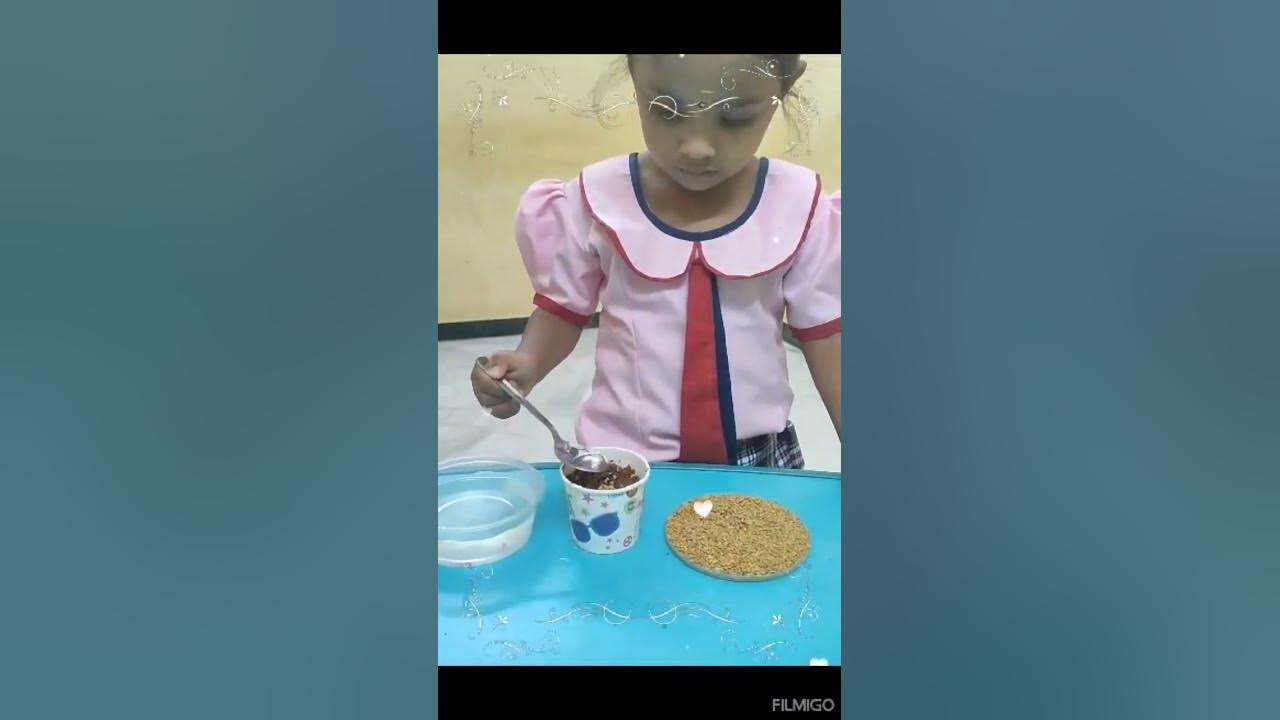My Seed My Plant Activitylearning Outcome Learning To Nurture Plants A Part Of Green Day
