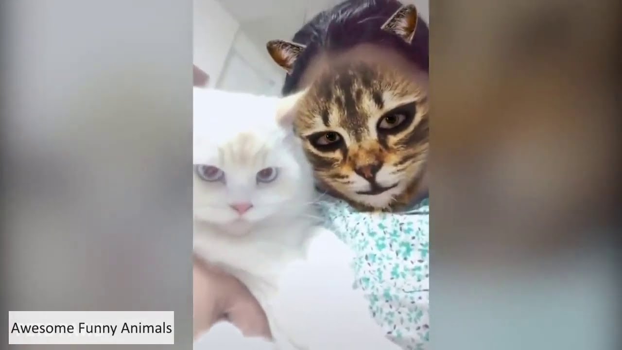 Cat Filter Reaction :) Awesome Funny Tik Toks Animals 2020 - YouTube