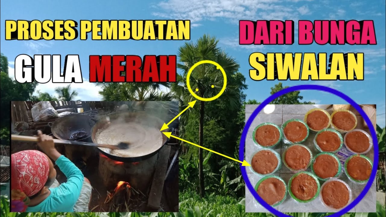 proses pembuatan gula merah || dari bunga siwalan - YouTube