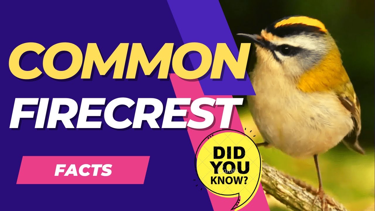 common firecrest facts - YouTube