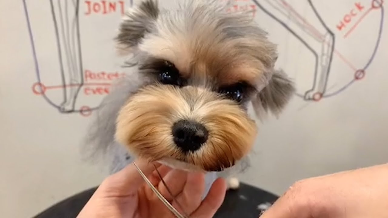 Amazing Schnauzer Dog Grooming : How To Groom Schnauzer Puppy Face ...