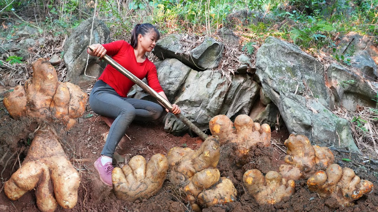 Harvesting Wild Tuber Under The Rock Go to market sell, Live with ...
