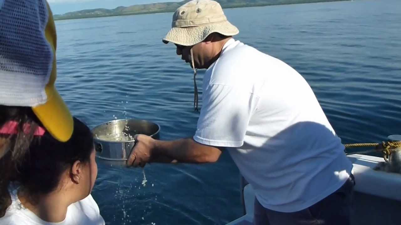 Sediment sampling - YouTube