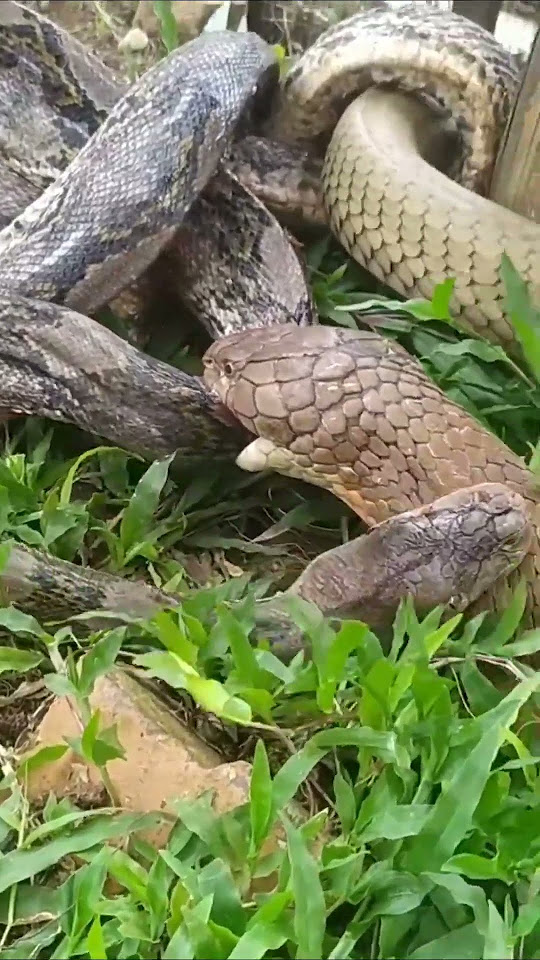 Kings of Snakes 😦COBRA. swallowed Python 😲🤯 #kingcobra #pythonsnake #swallowing #cobra - YouTube