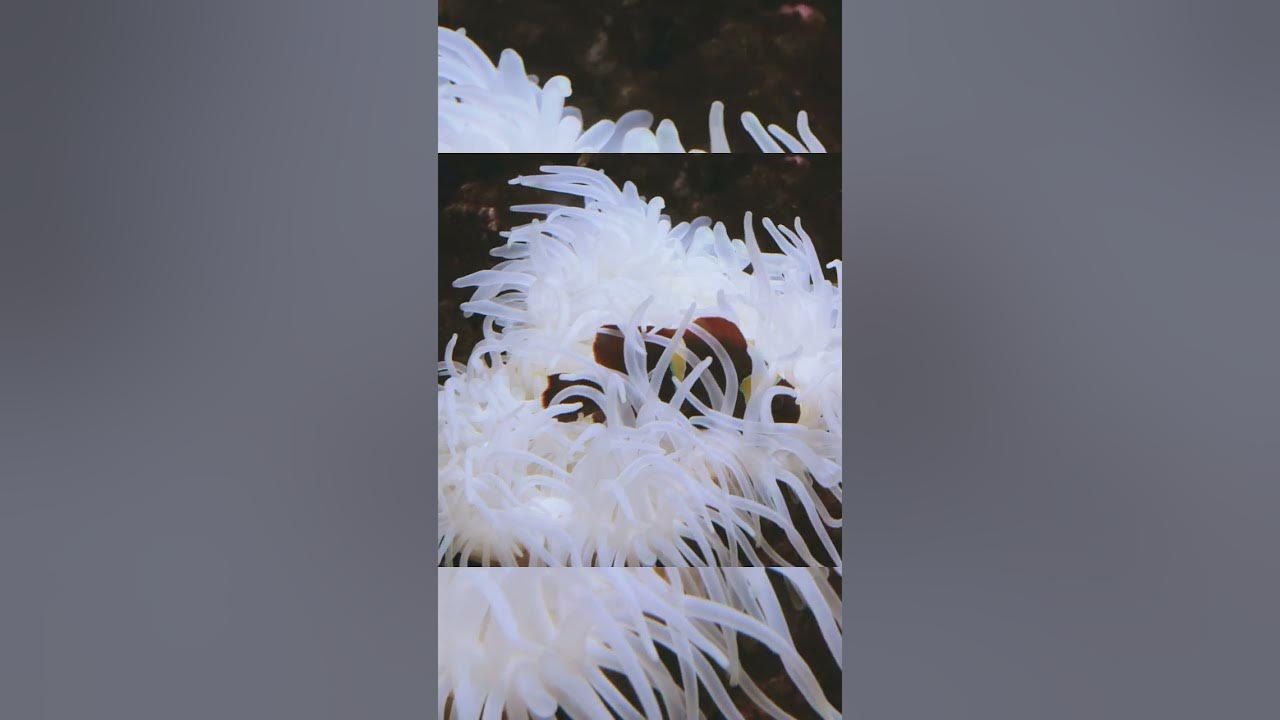 شقائق نعمان البحر Sea anemone - YouTube