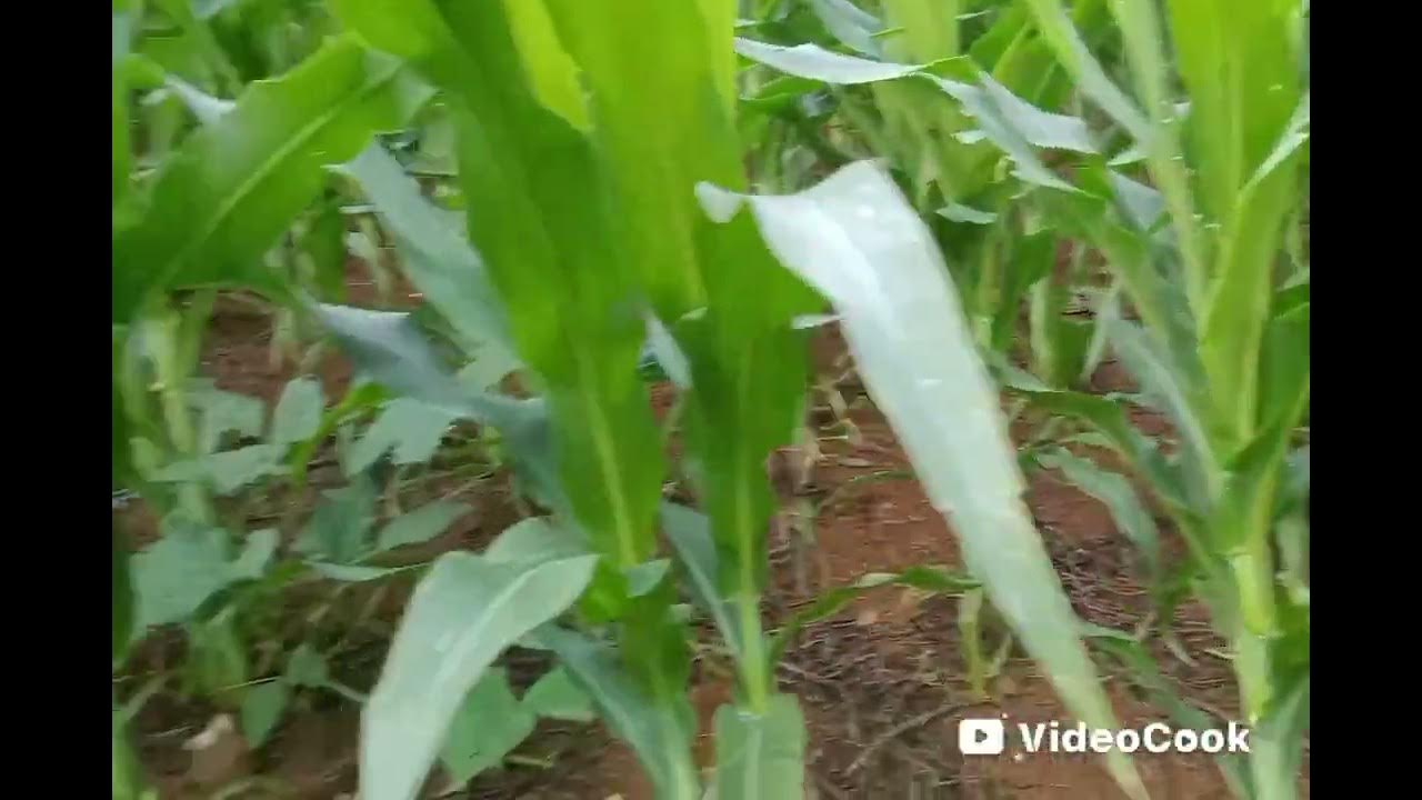 Nyob zoo hnub tshiab os cov phooj ywg kuv mus saib pob kws os 30-6-2025 - YouTube