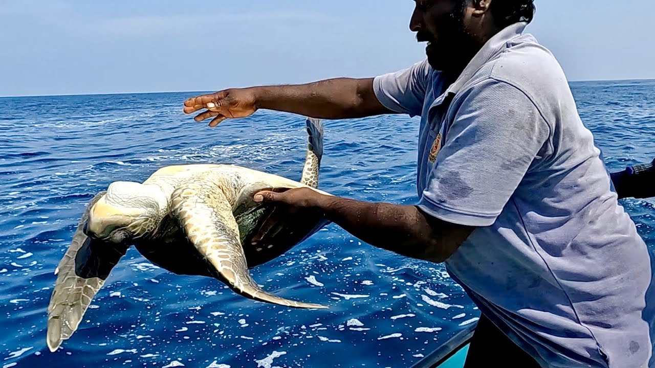 Rescued a Sea Turtle While Fishing in the Sea - YouTube
