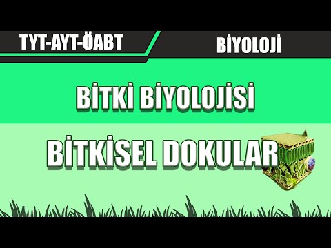 BİTKİ BİYOLOJİSİ -  BİTKİSEL DOKULAR