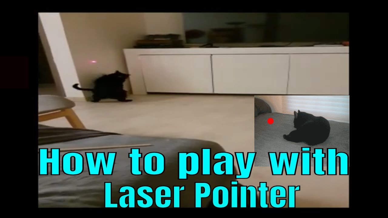 How Play To With Your Cat with A Laser Pointer YouTube How Play To With Your Cat with A Laser Pointer YouTube