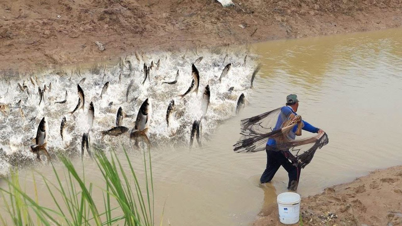 Amazing Cast Net Fishing |Unique Cast Net Fishing Video In River Catch ...