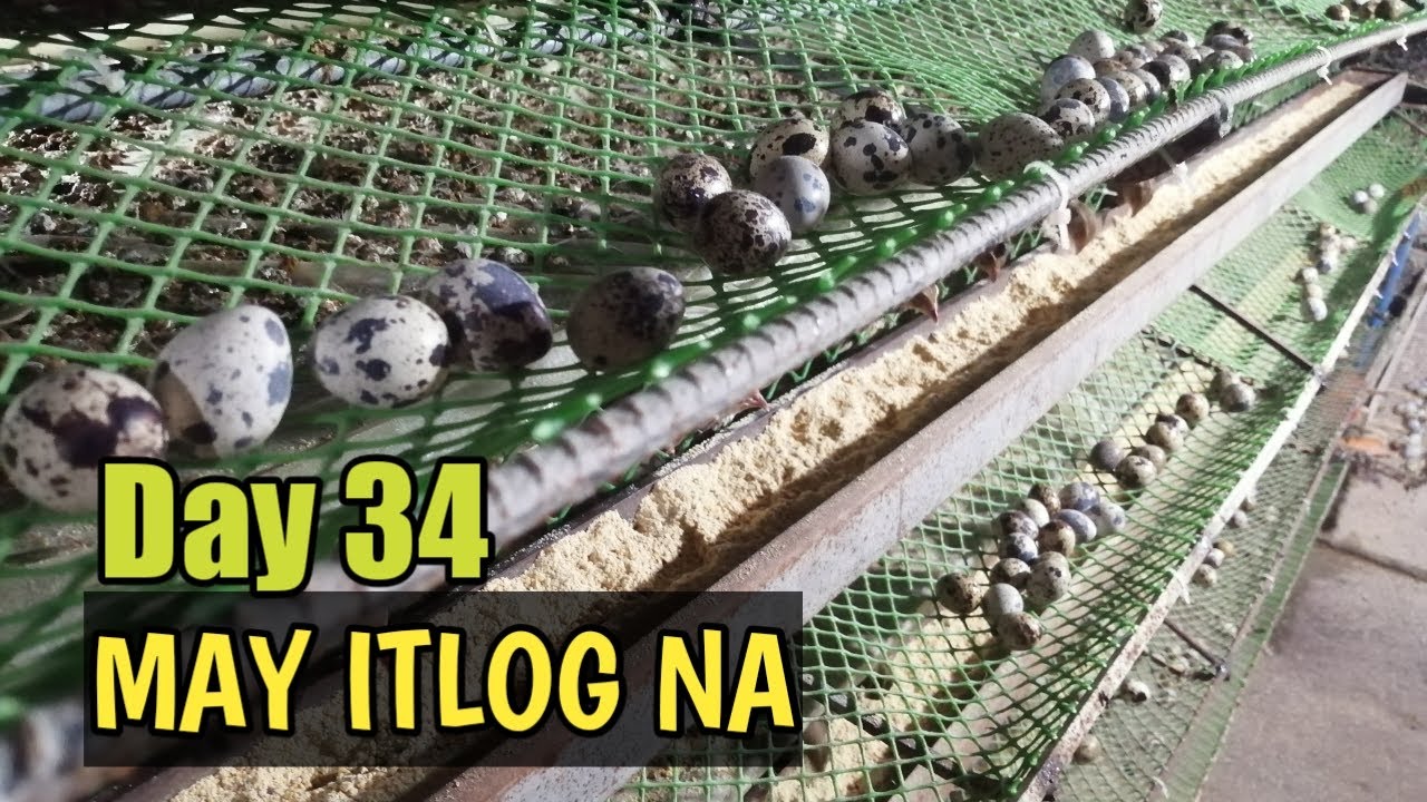 QUAIL FARMING DAY 34 May itlog na ang bagong RTL / Paano malalaman kung ...