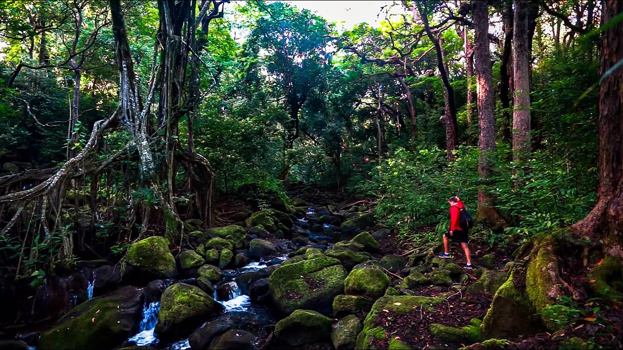 The Judd Trail on Oahu, Hawaii - YouTube