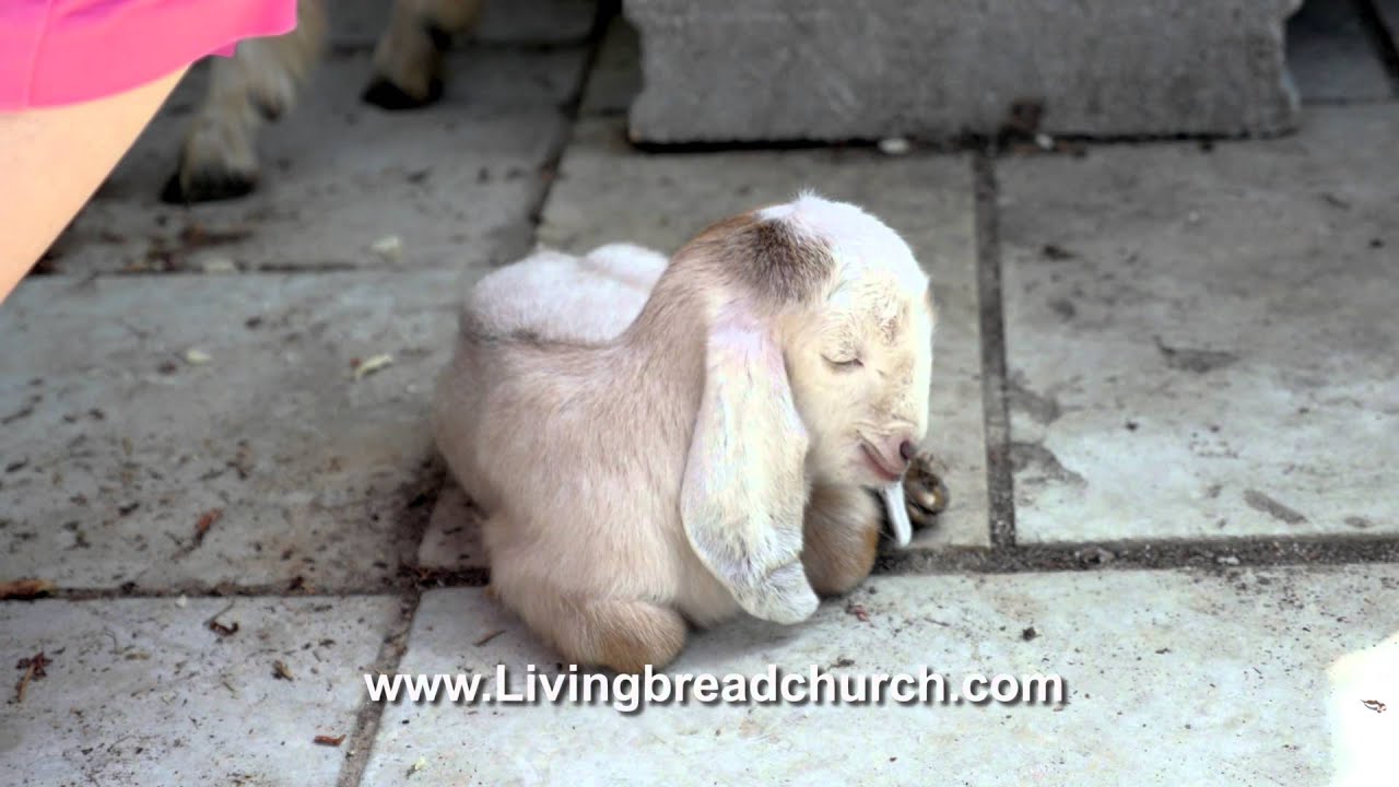 New baby goat in Bethlehem - YouTube