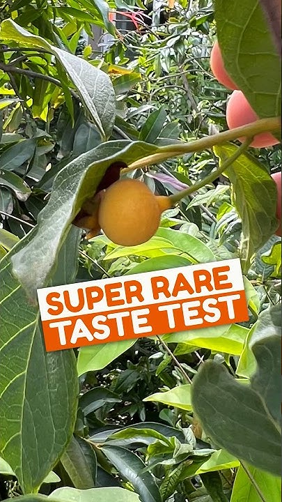 Super rare fruit taste test - YouTube