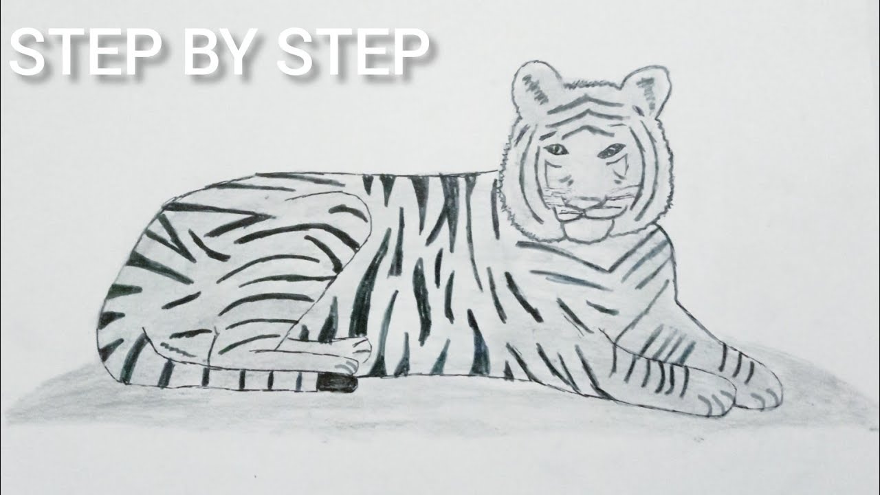 How to draw a tiger // step by step - YouTube