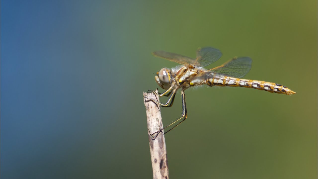 Wetlands Insects, Monte Verde Wetlands, 2023 - YouTube