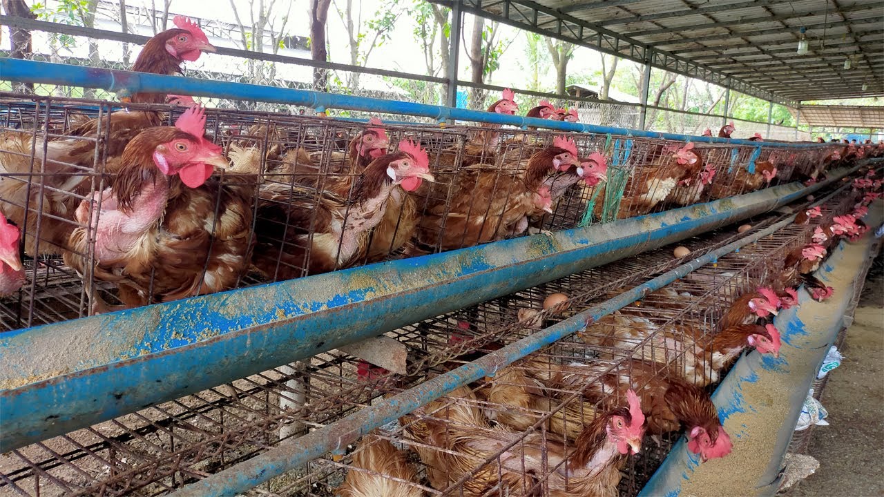 Nice farm visit - YouTube