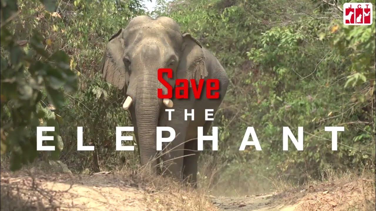 Save the Elephant Day | Elephants | Wildlife | Care | Animal Welfare ...