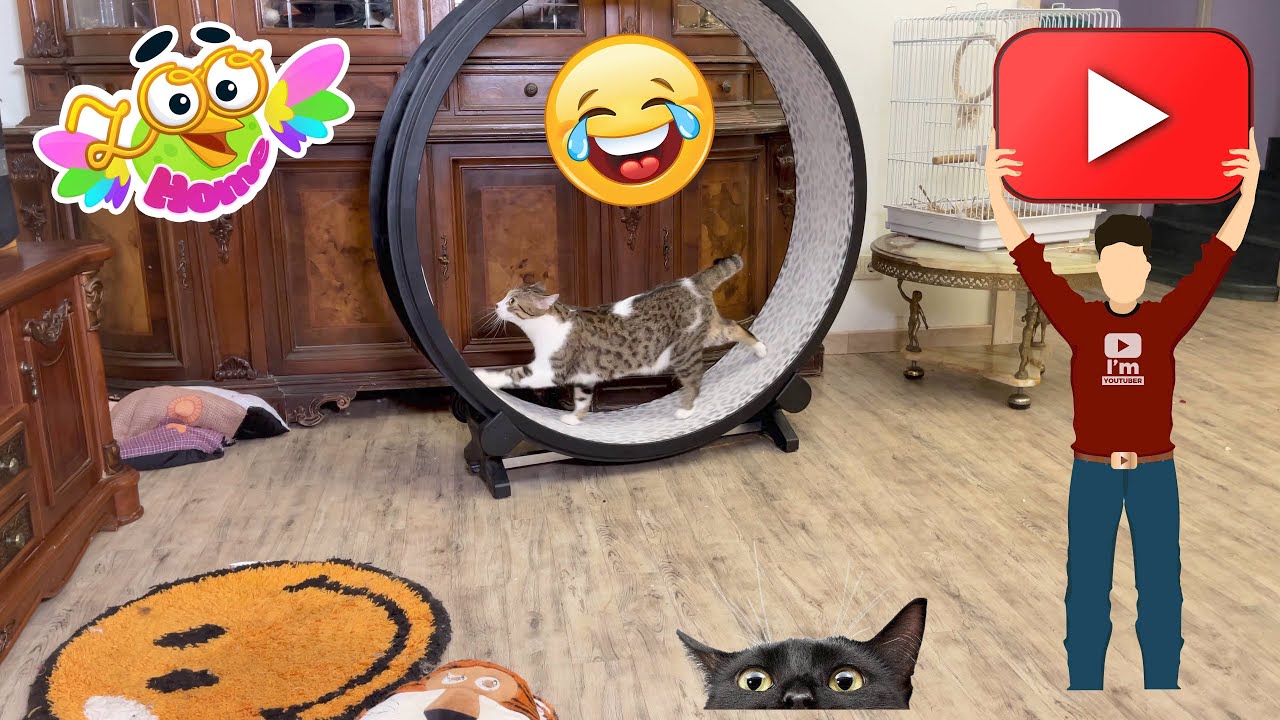 Eric the cat realized that he needed to make a beautiful figure, but he ...