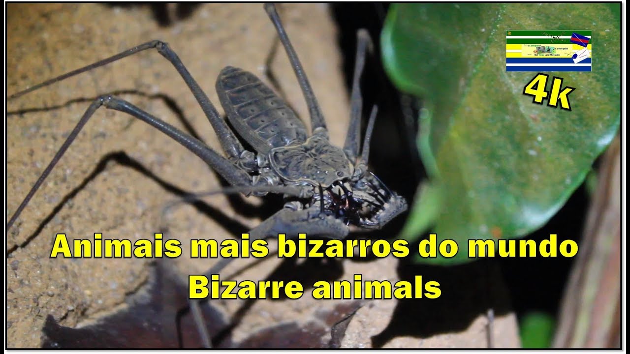 Bizarre creatures of amazon - YouTube