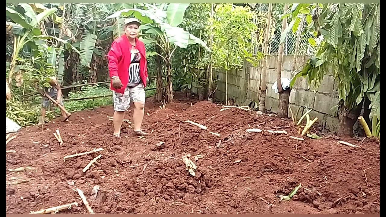 nagtanim Ako Ng Kamoteng kahoy - YouTube