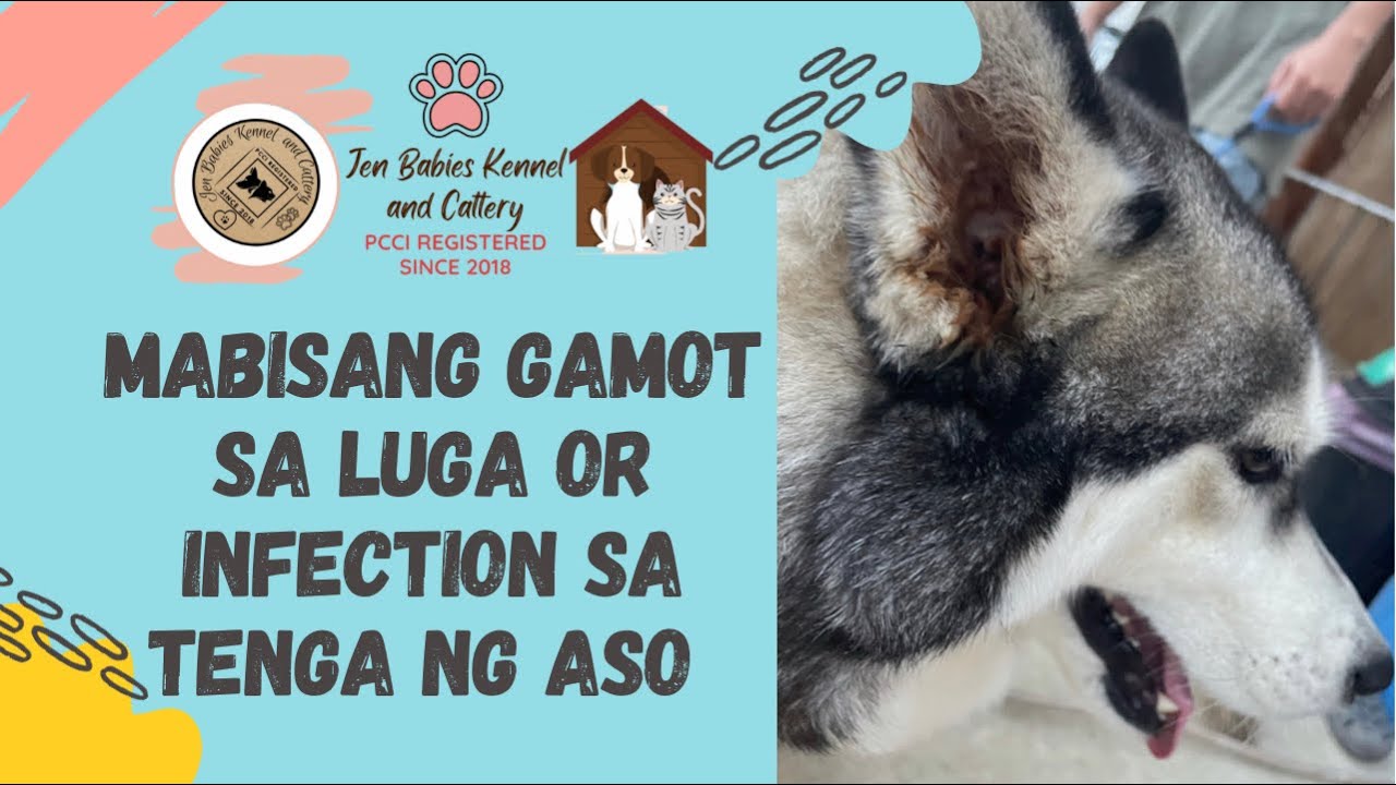 MABISANG GAMOT SA EAR INFECTION OR LUGA NG ASO - YouTube