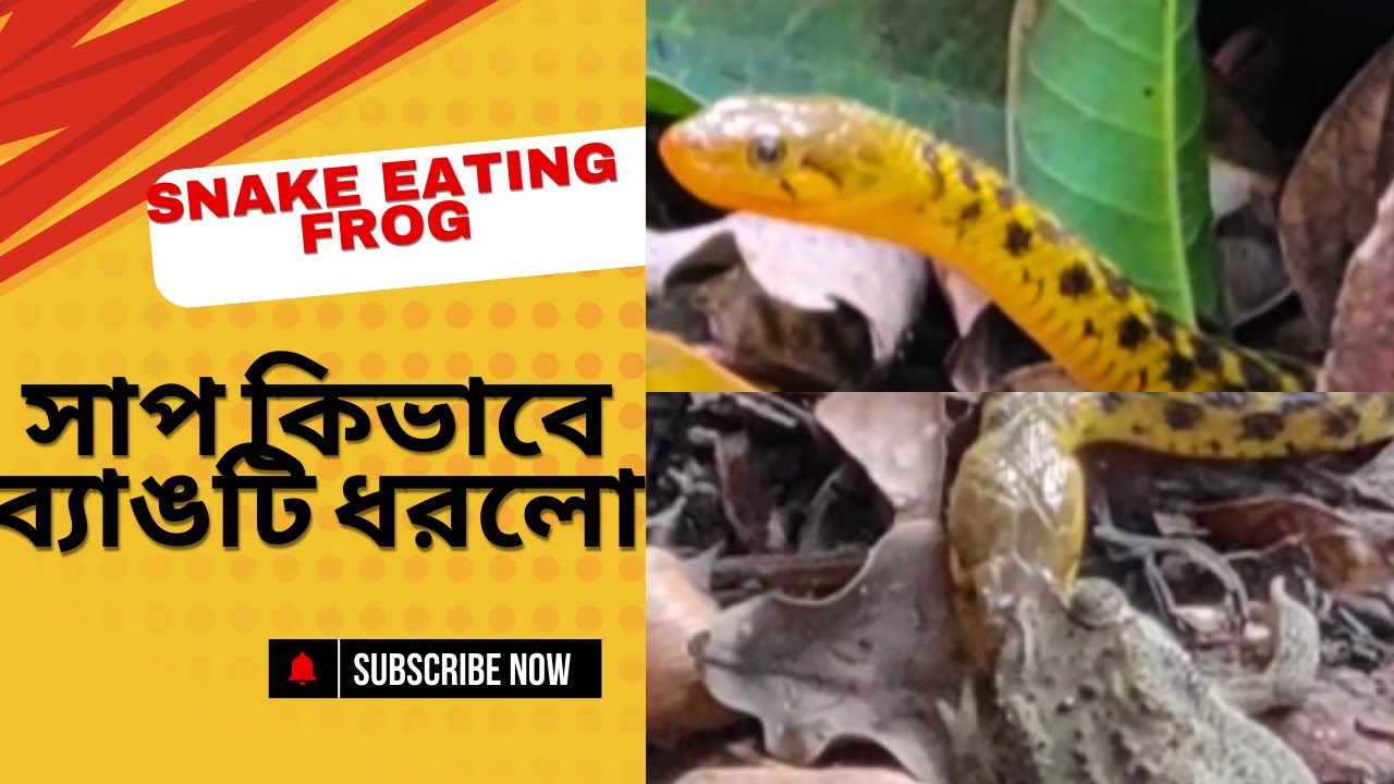 সাপ কিভাবে ব্যাঙটি ধরলো দেখো ব্যাঙ ধরে নিজের বাসায় নিয়ে চলে গেল Snake ...
