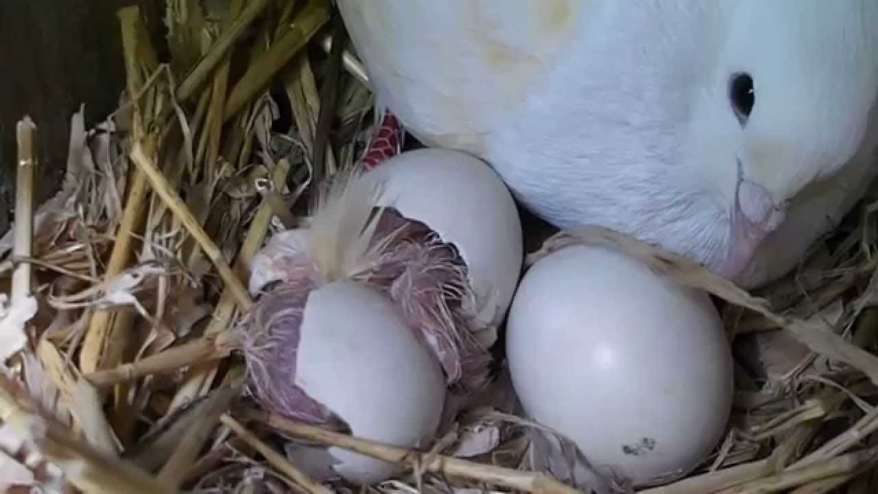 Hatching a pigeon egg manually | How To help pigeons hatching baby to ...