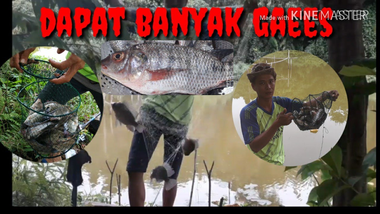 Mancing jaring di sarang Nila - YouTube