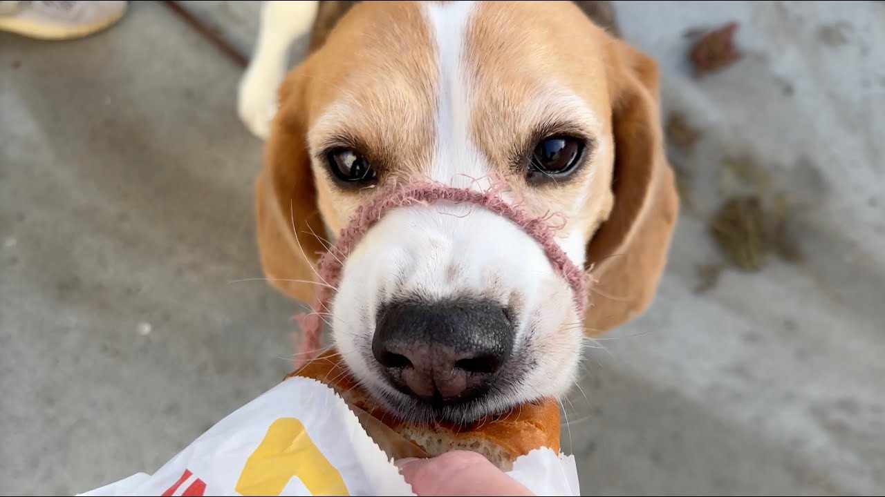 Cute beagle eats entire burger - YouTube