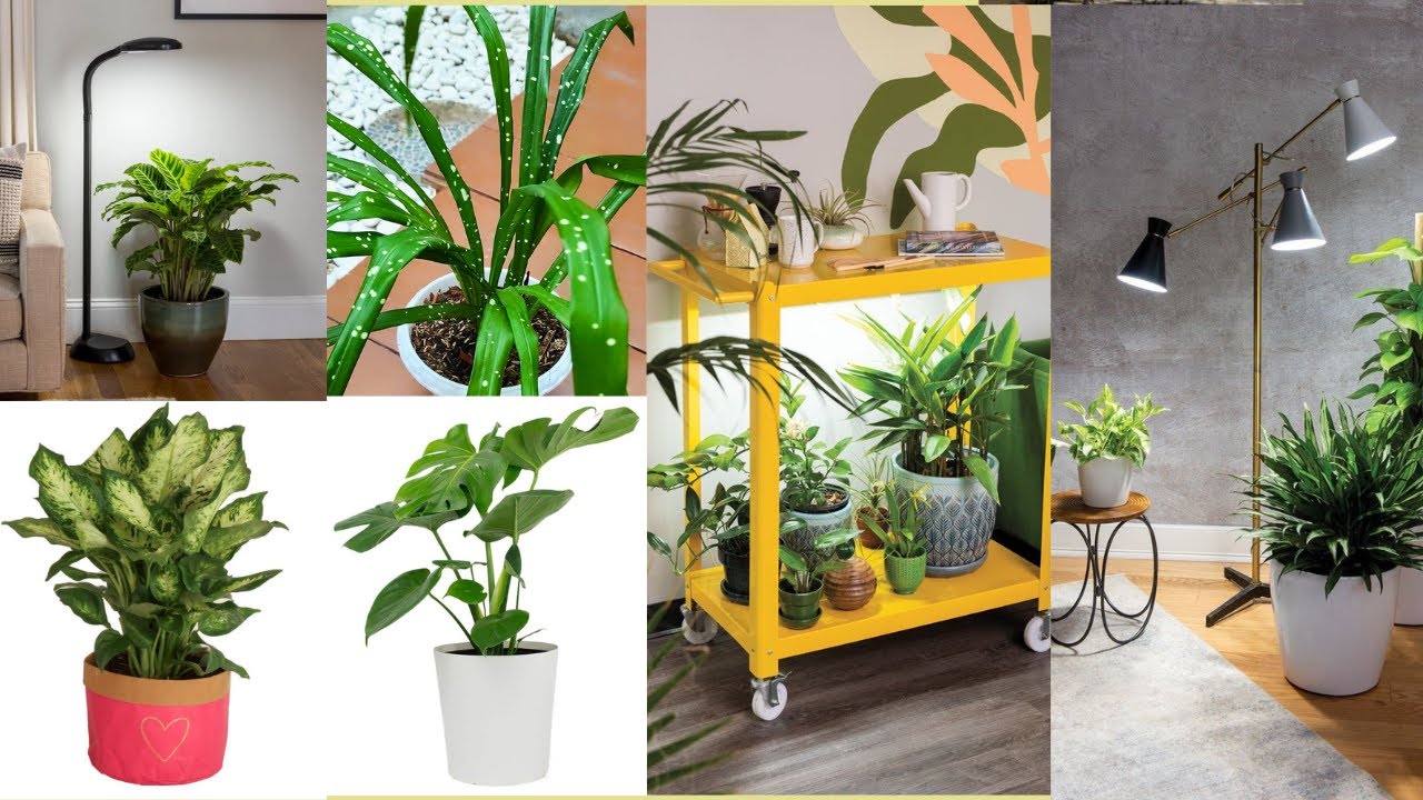 Pure Indoor Plants for Indoor Gardening and Refreshment - YouTube
