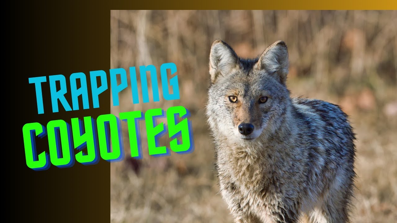 Trapping | How to set a trap for coyotes, bobcats, foxes, etc. - YouTube