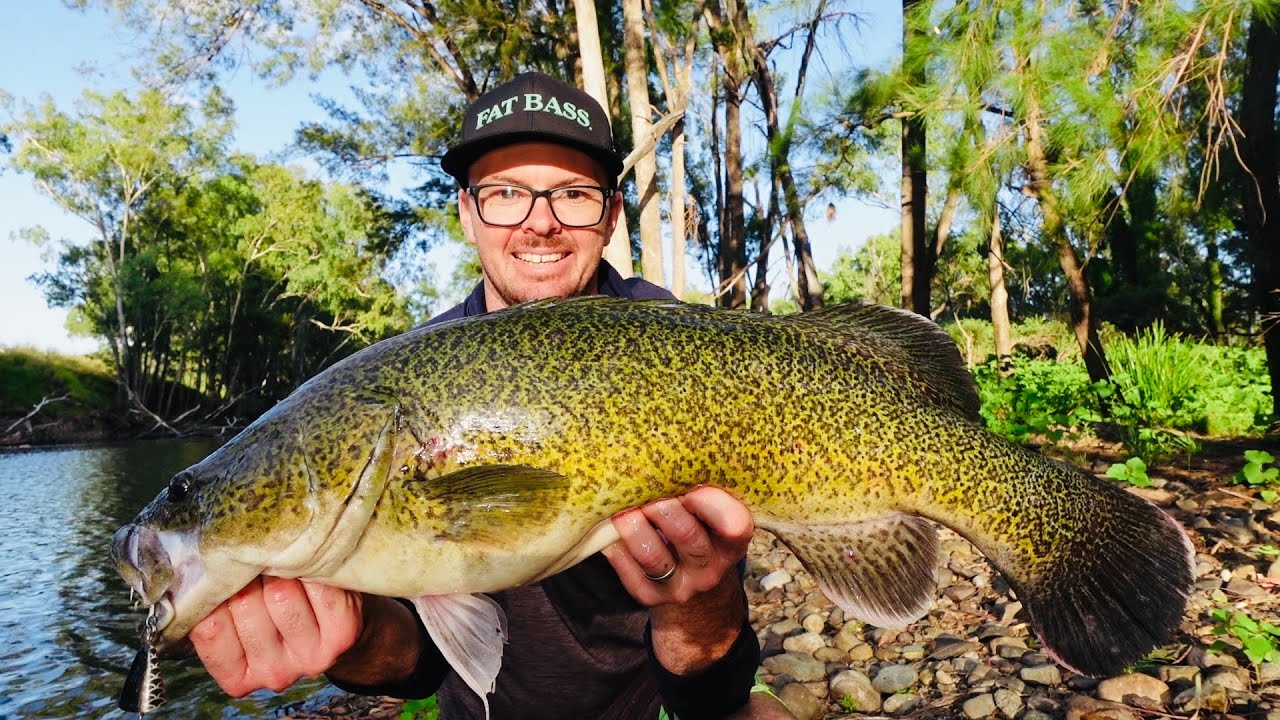 Topwater Murray Cod. - YouTube