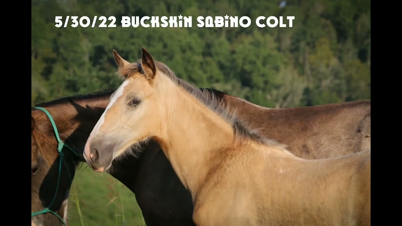 2022 Buckskin Sabino Colt - Darrahs Handsome Traveler x Love You More ...