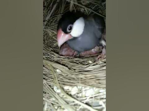 java sparrow breeding progress - YouTube