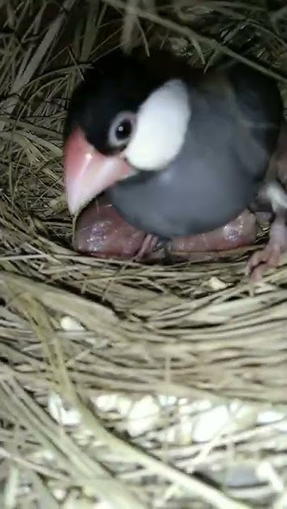 java sparrow breeding progress - YouTube