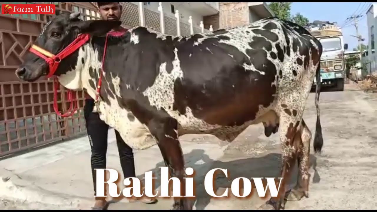 👍 Rathi Cow For Sale || Full Height Length 👌 | Video by Farm Talk - YouTube