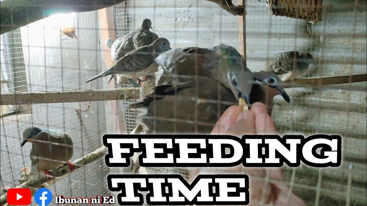 FEEDING MY WHITE EARED BROWN DOVE/ALIMUKON #BIRD #IBUNANNIED - YouTube