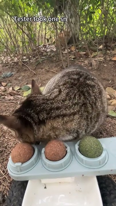 Stray cats approved, they really love catnip ball #catshorts #adoptstrays #felinefriend #catnip ...