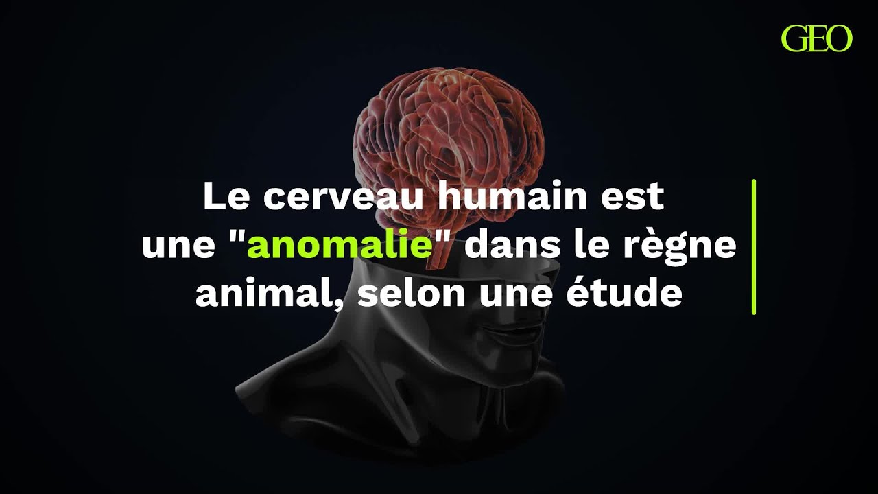 Le cerveau humain est une "anomalie" dans le règne animal, selon une ...