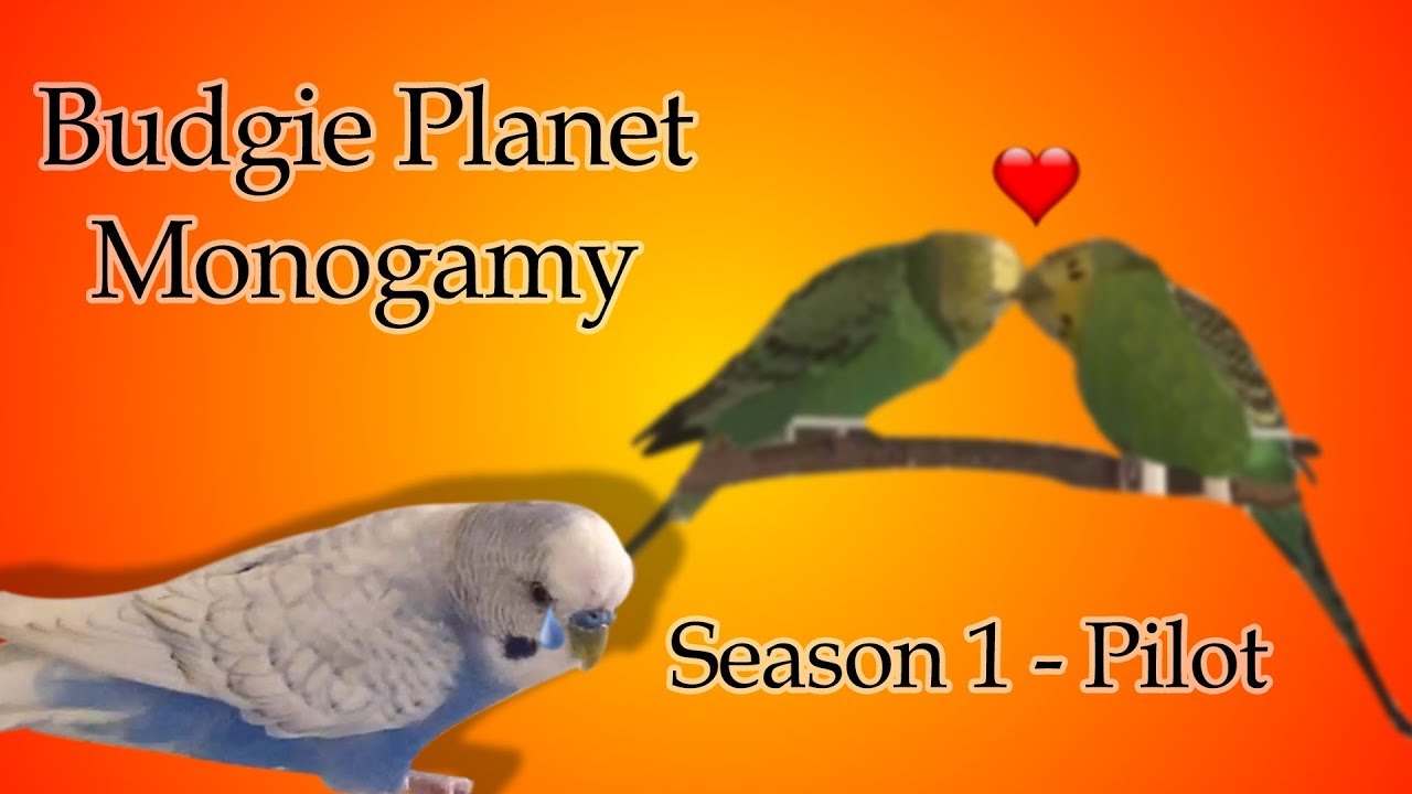 BUDGIE MONOGAMY - Budgie Planet - Season 1 - Pilot - YouTube