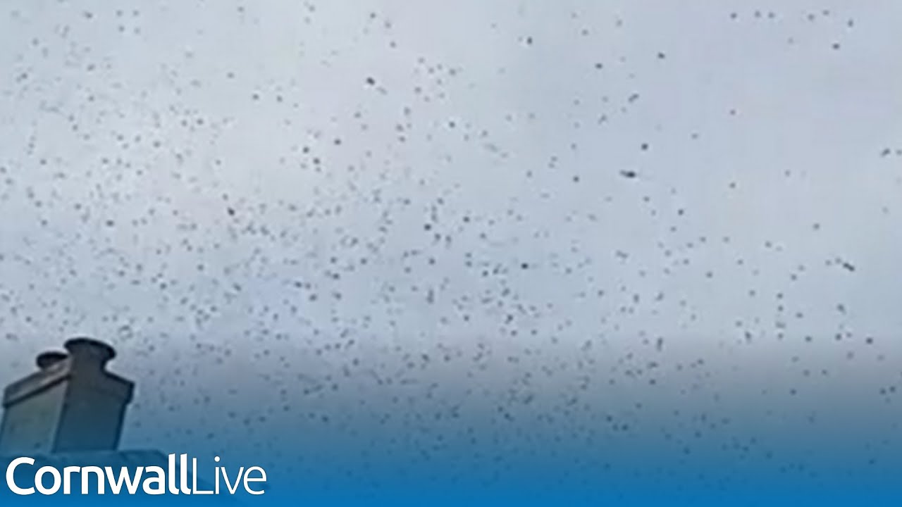 Video shows massive swarm of bees invading town in Cornwall - YouTube