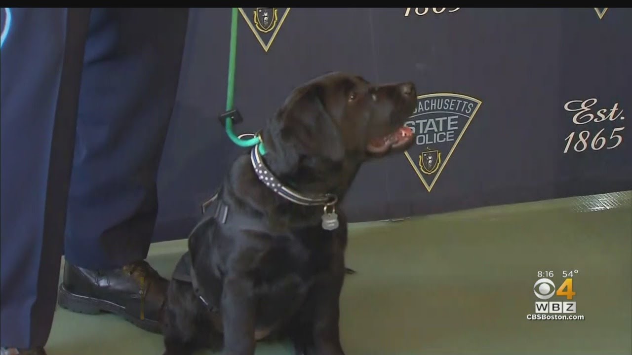 Meet Luna: Massachusetts State Police Introduce First-Ever Comfort Dog ...