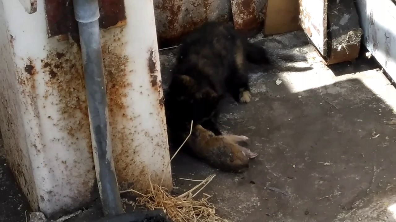 Feral kitten eating a groundhog ( WARNING MY BE GRAPHIC) - YouTube