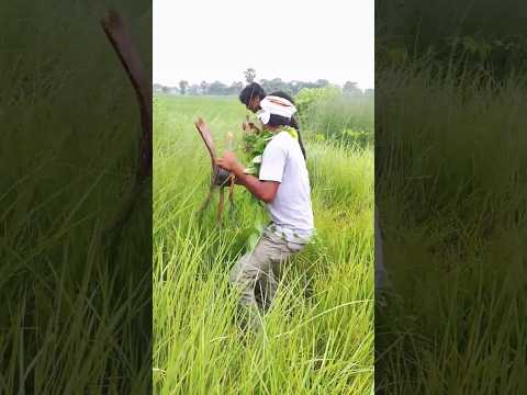 GHOP GHOP COMEDY VIDEO 😂😂